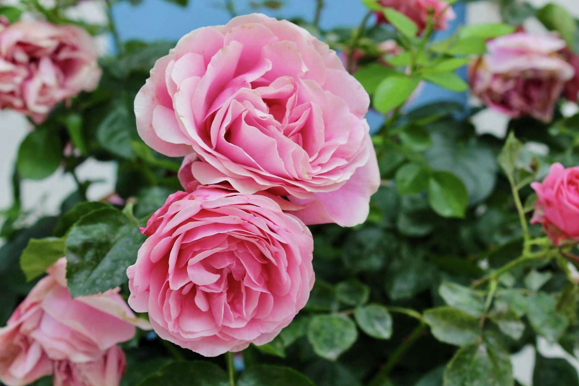 Roses With Curling Leaves