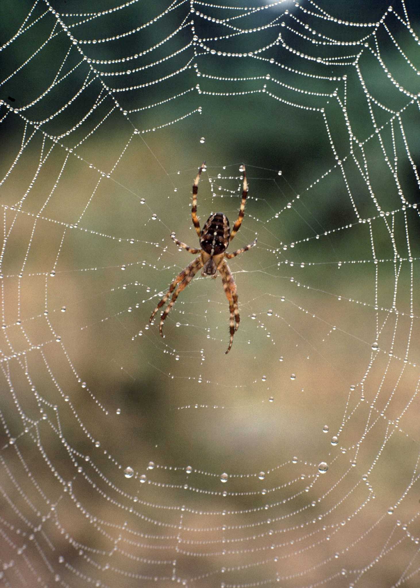 Lemon Repellent for Spiders