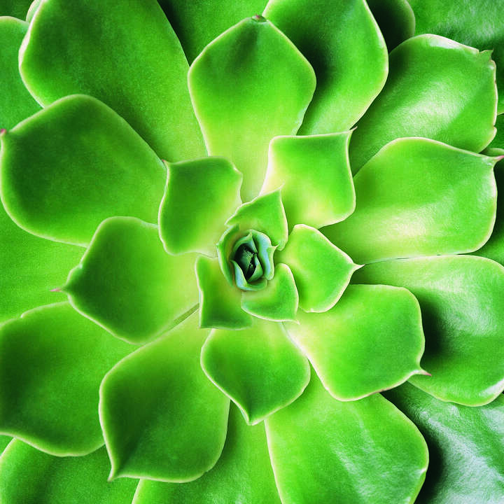 What Is a Rosette Plant?