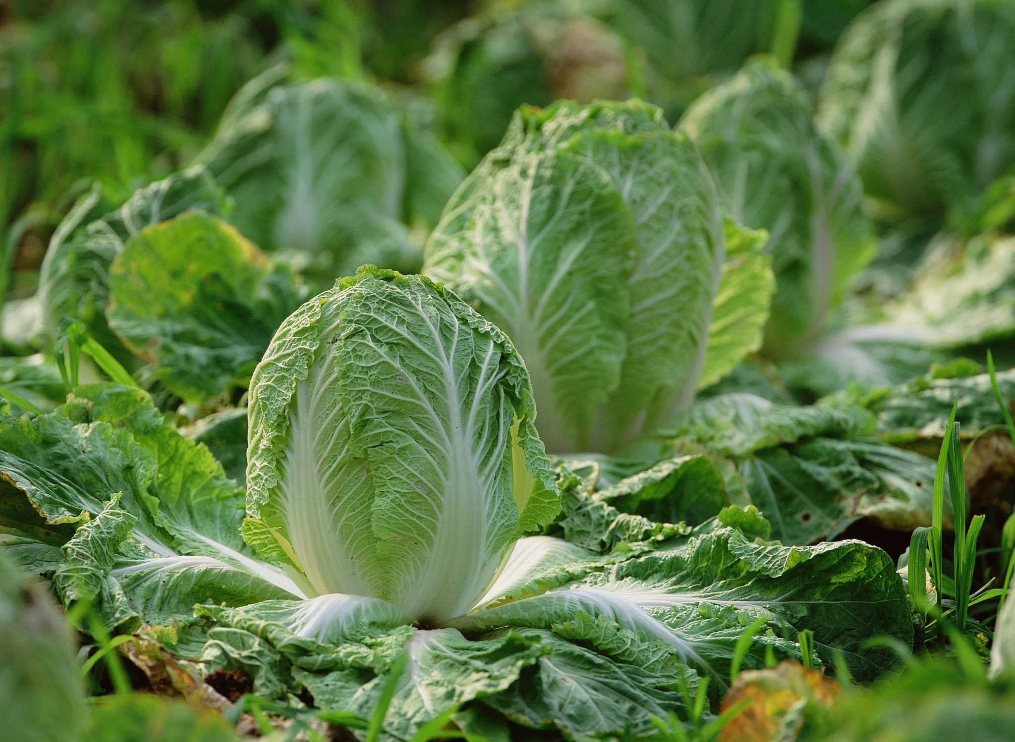 Vegetable Planting Guide for Plant & Row Spacing