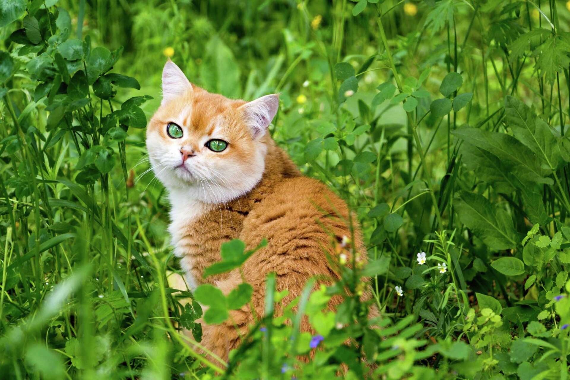 Is Roundup Toxic to Animals if It's Sprayed?