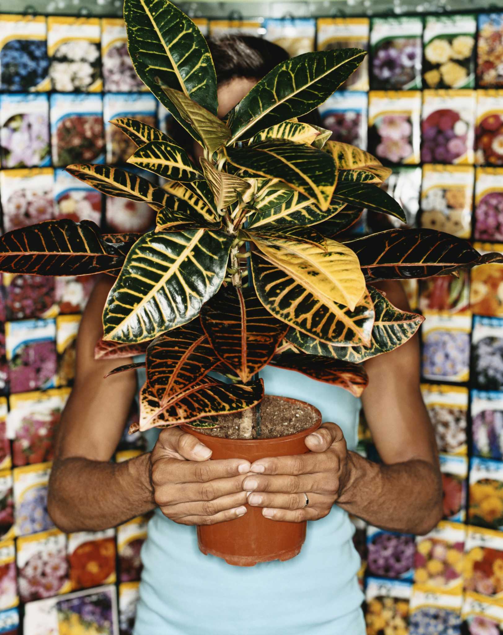 Rubber Tree Dying From the Root