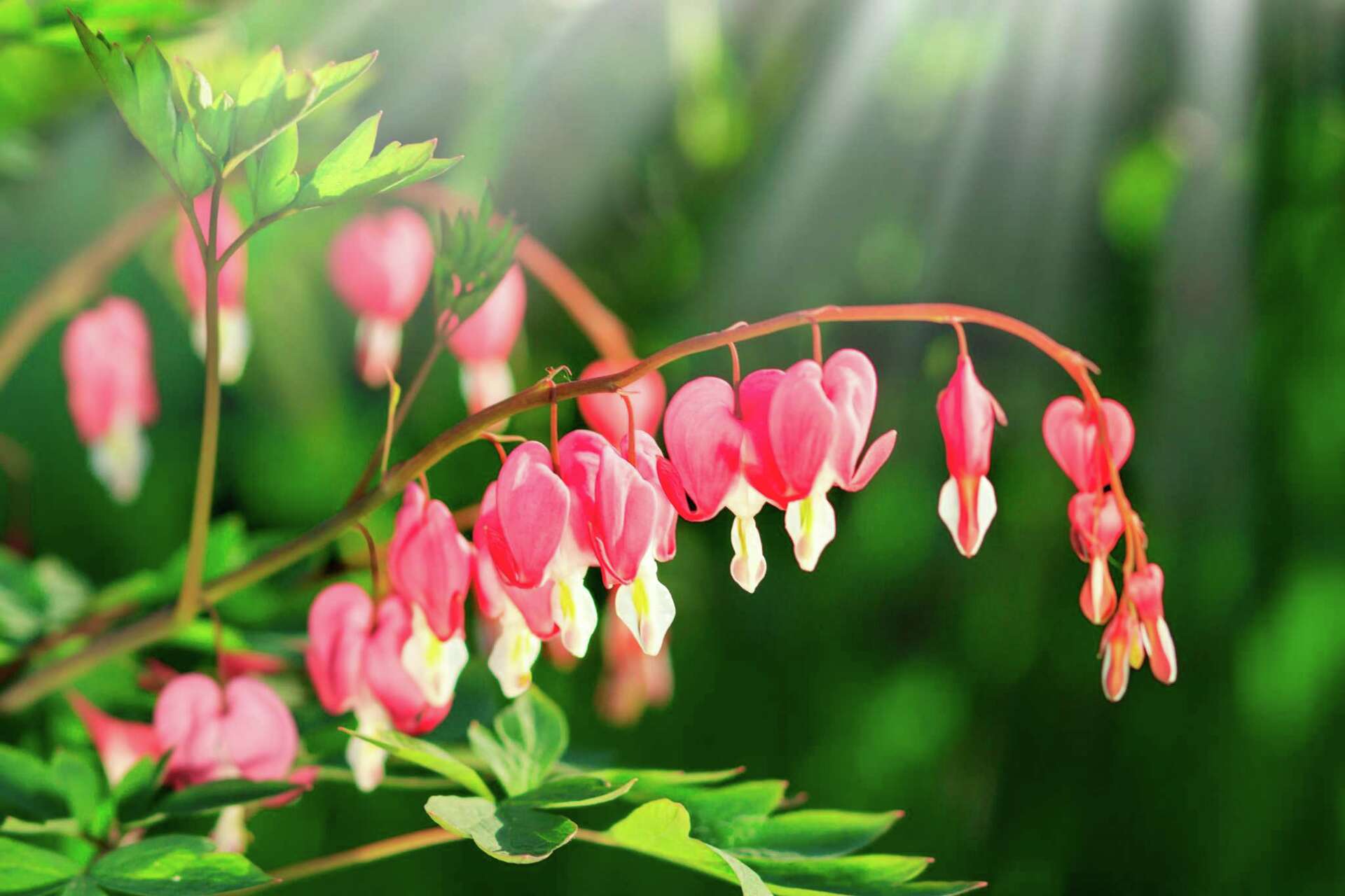 Life Cycle of the Bleeding Heart Plant