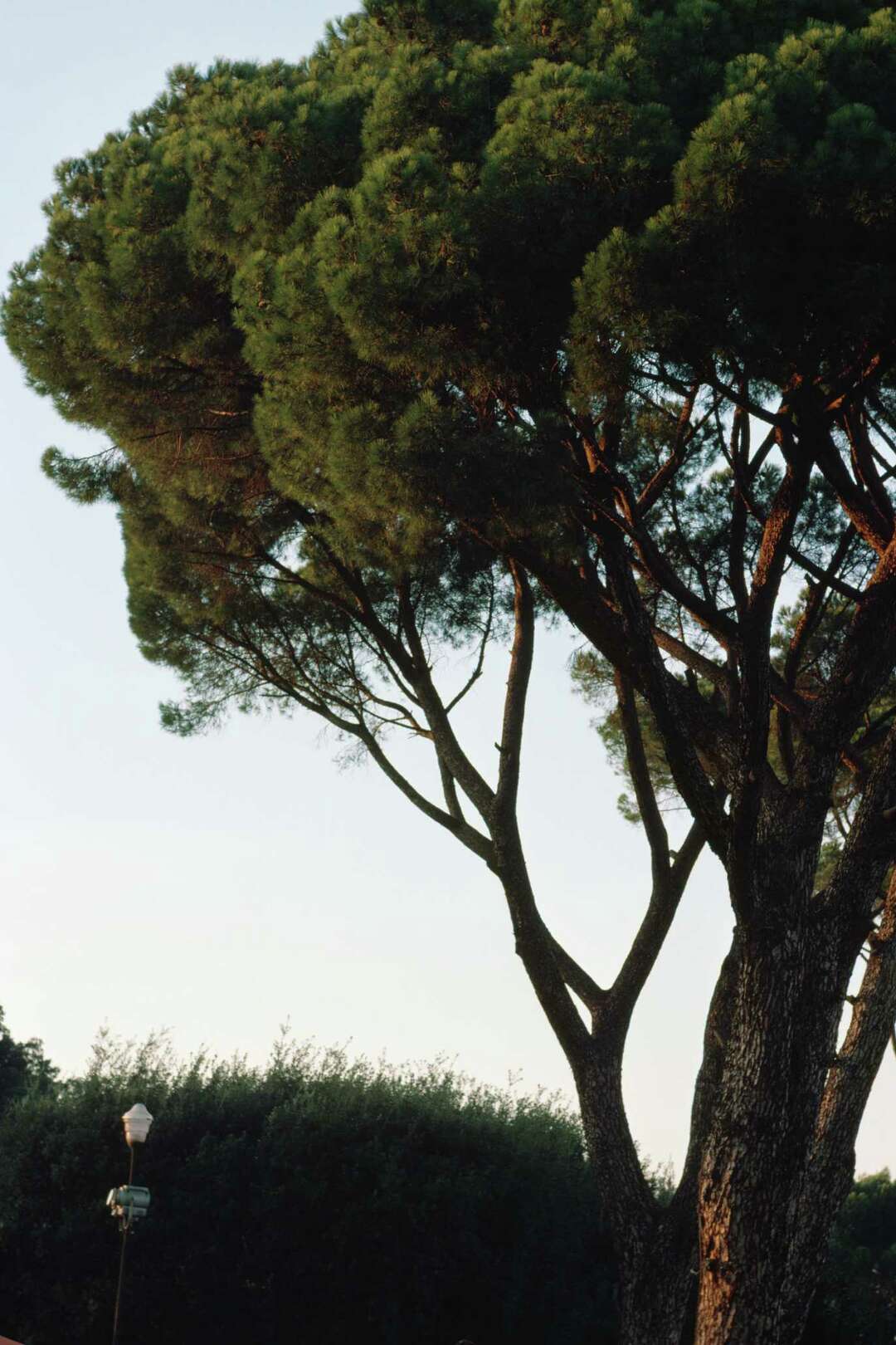 Life Expectancy of an Italian Stone Pine