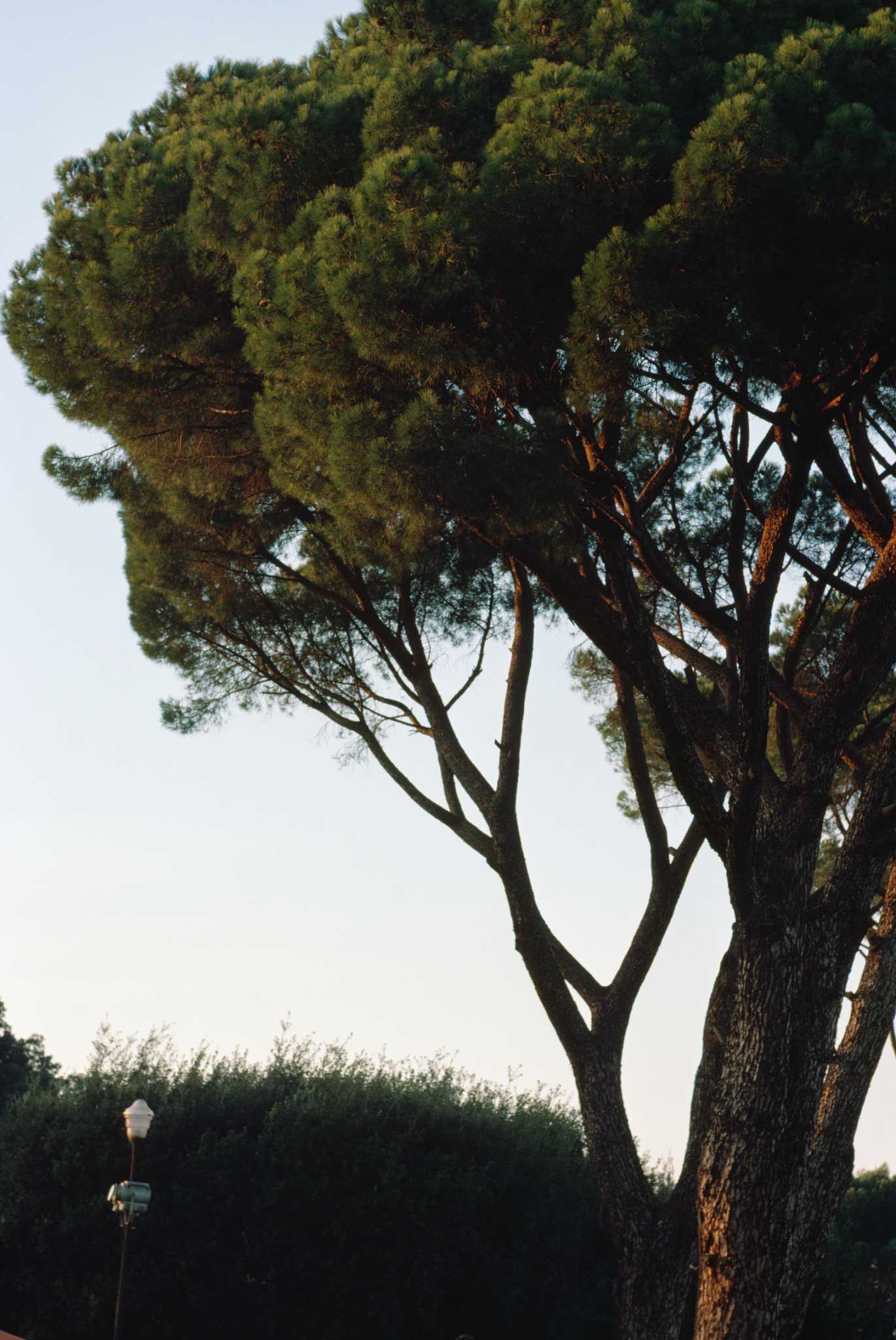 Life Expectancy of an Italian Stone Pine