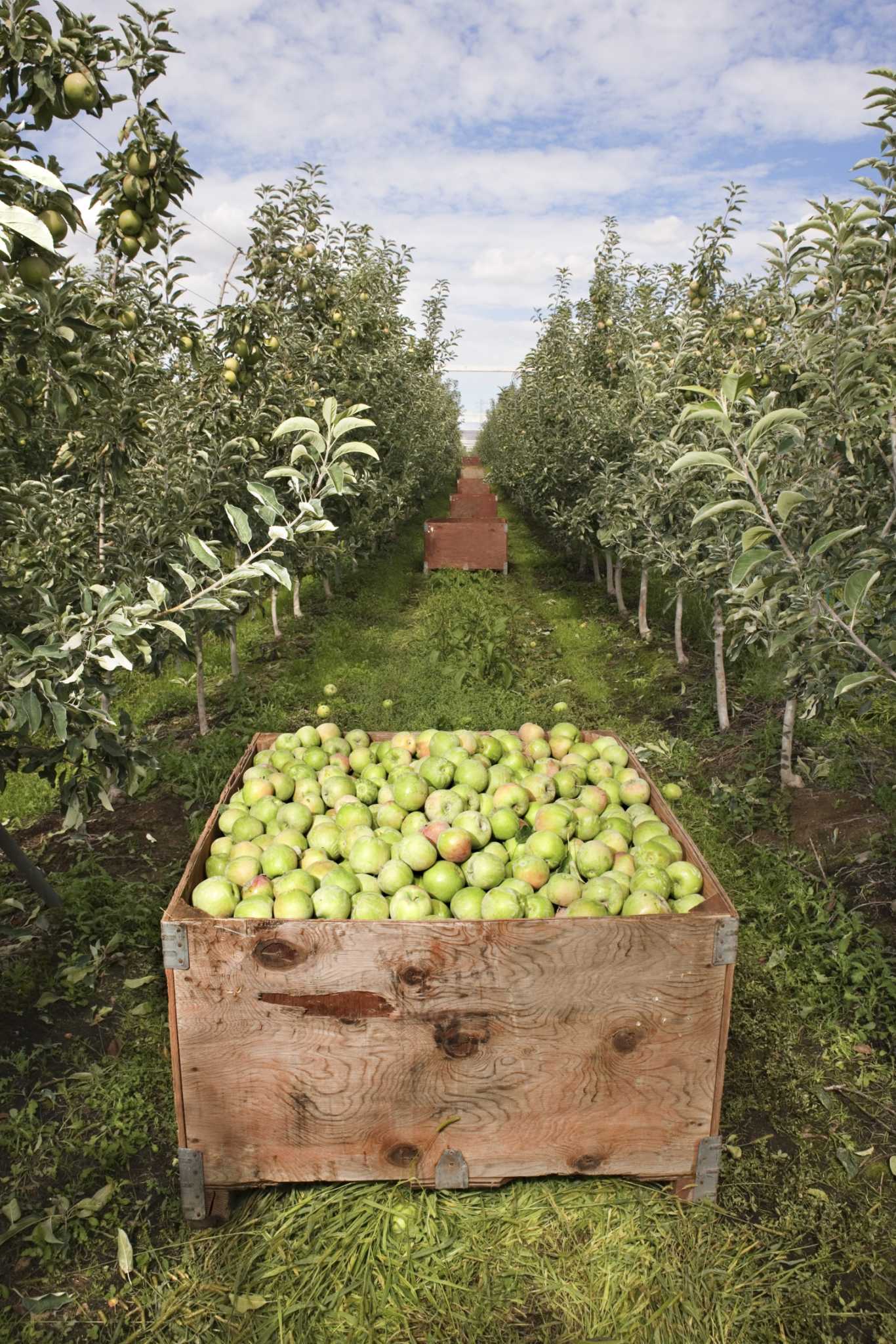 How to Run Rows of Apple Trees