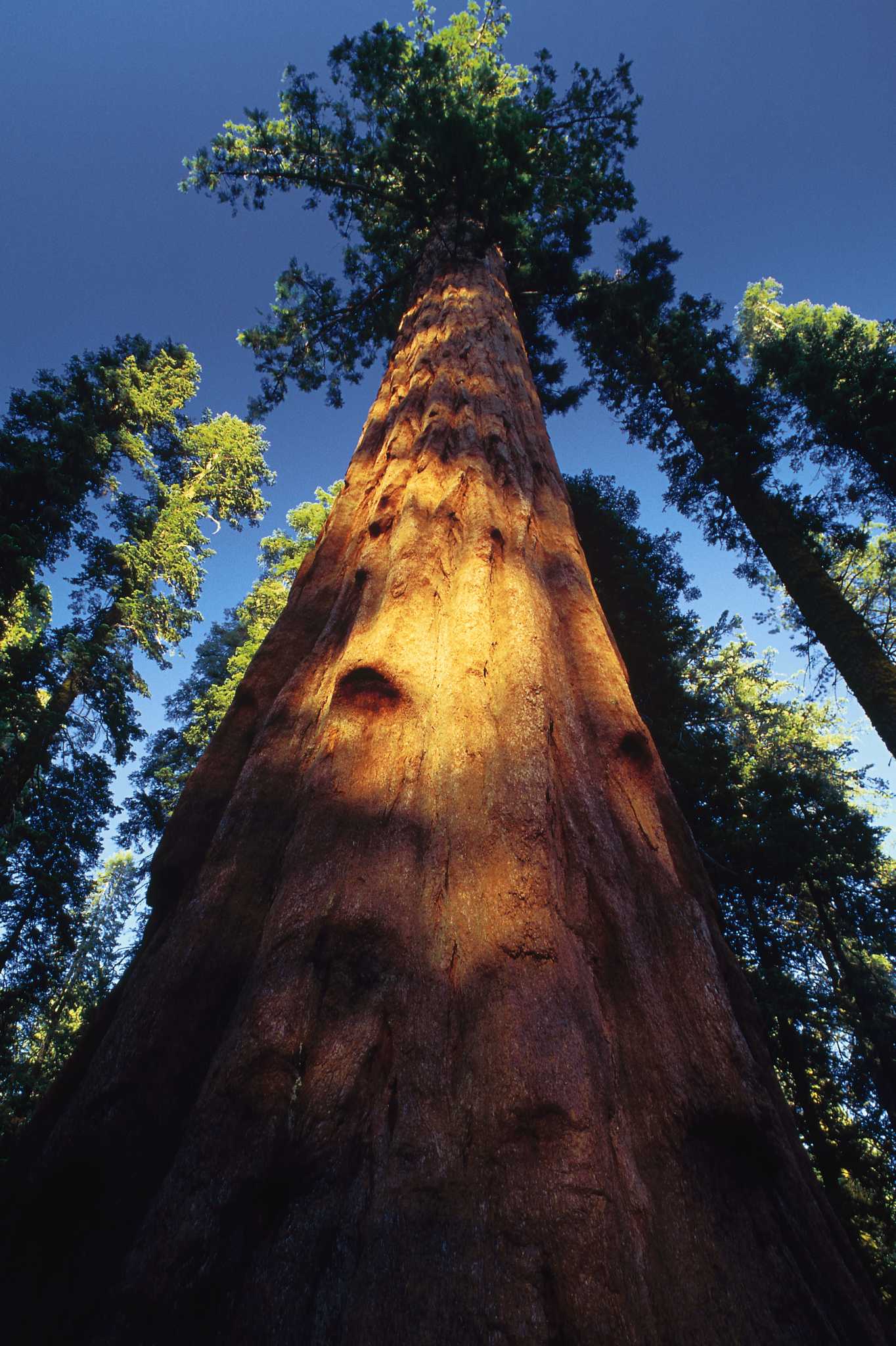 Life Span of a Sequoia