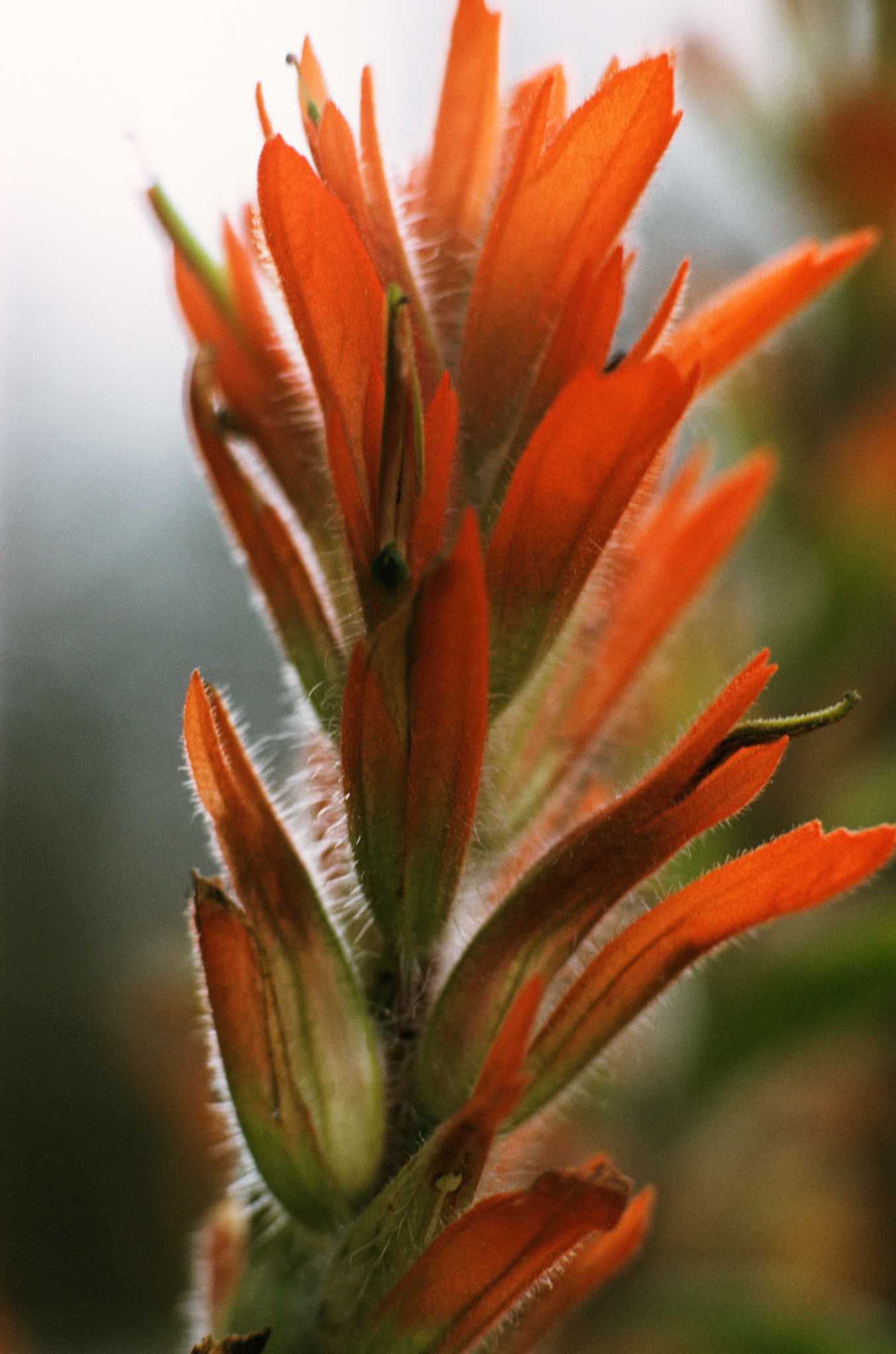 Life Stages of the Indian Paintbrush Plant
