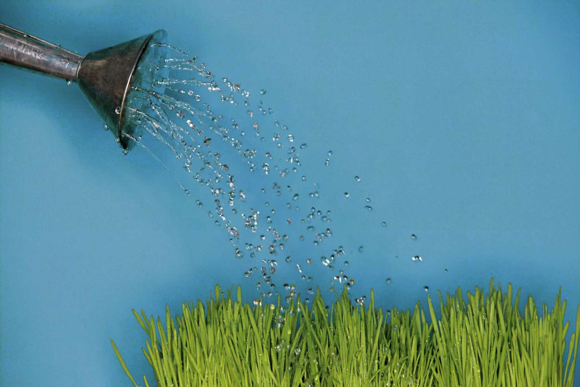 What to Do About Rust on Turf