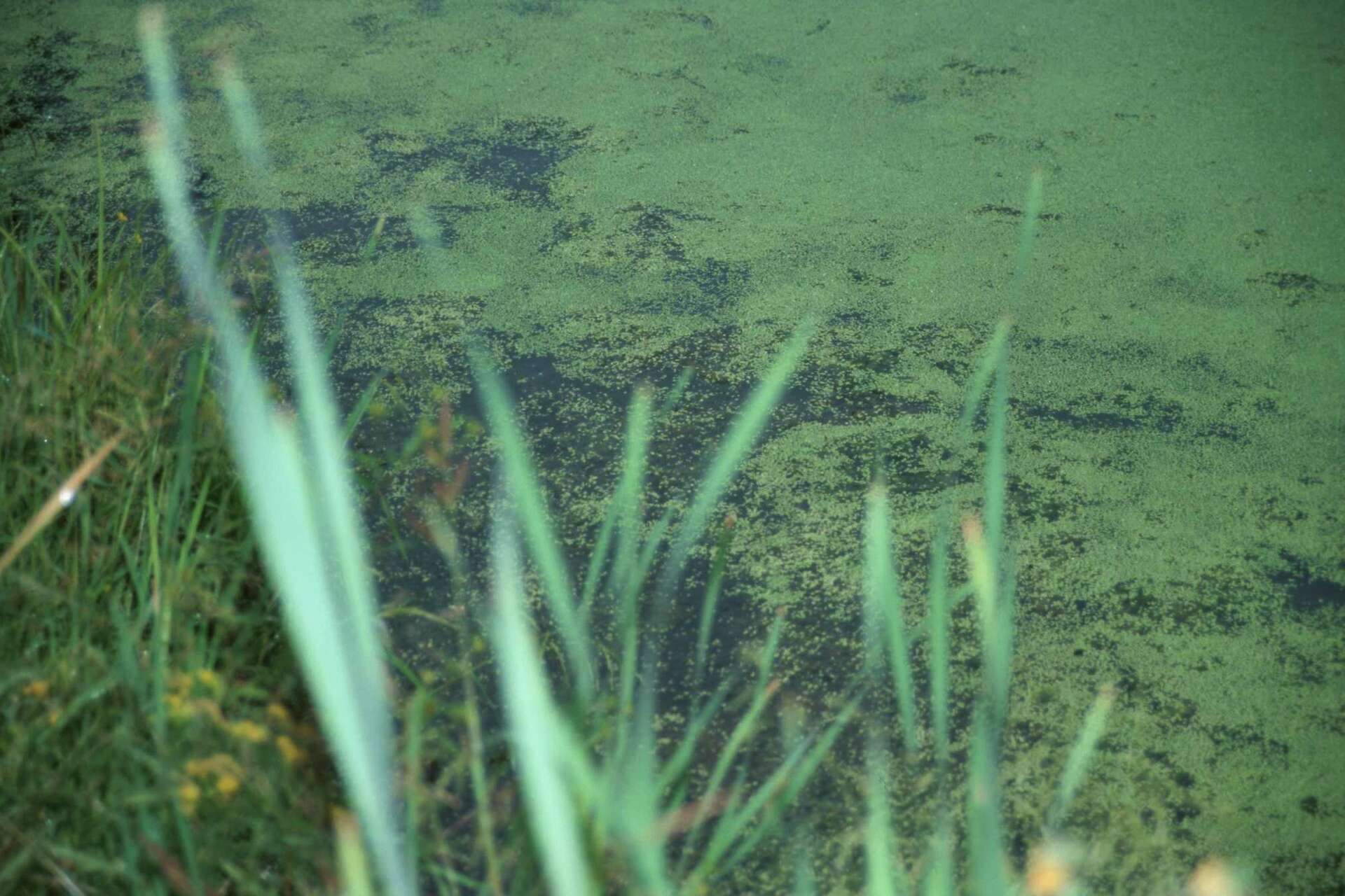 How to Skim Moss Off of a Large Pond