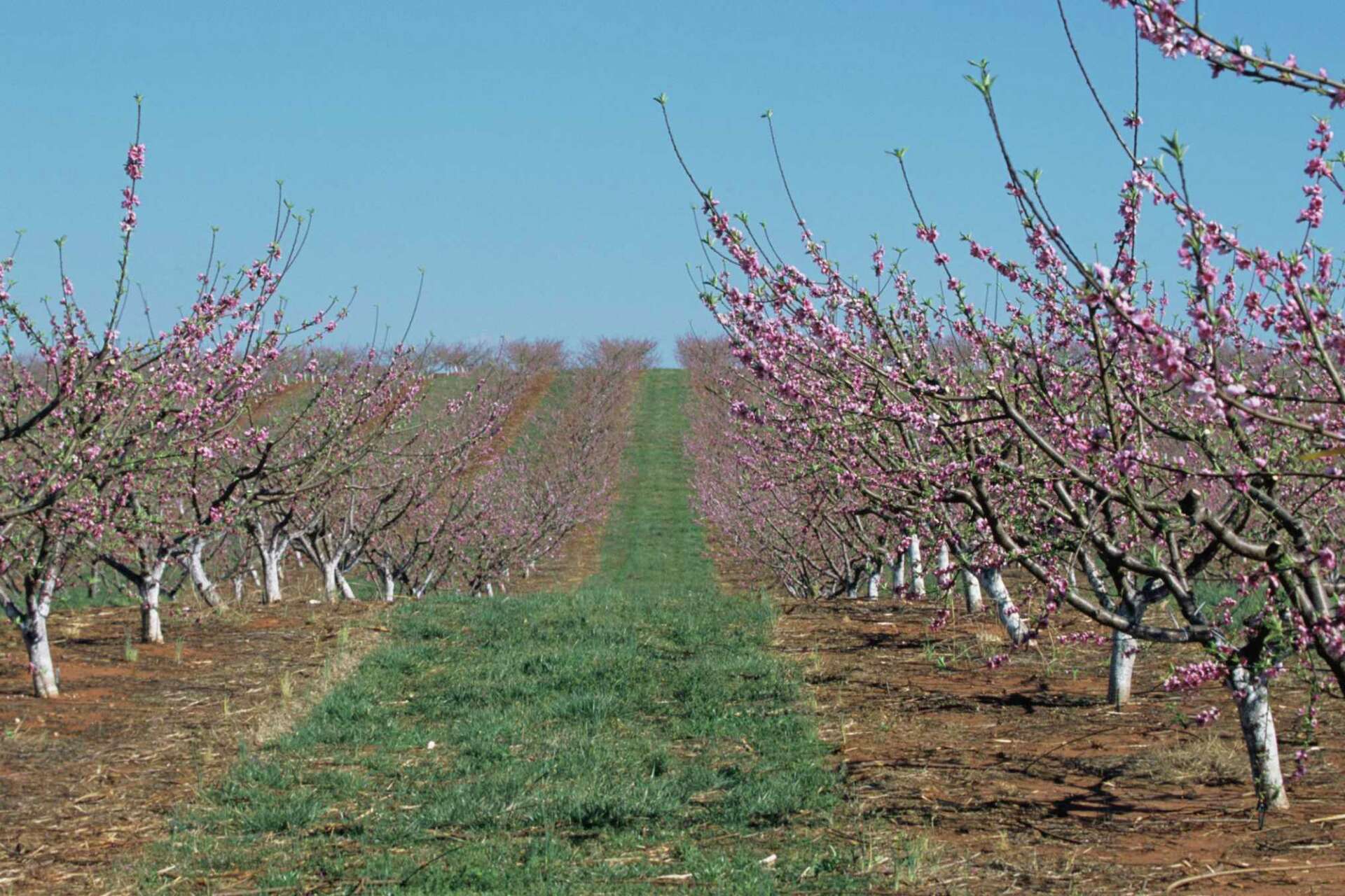 Why We Limewash the Base of Trees