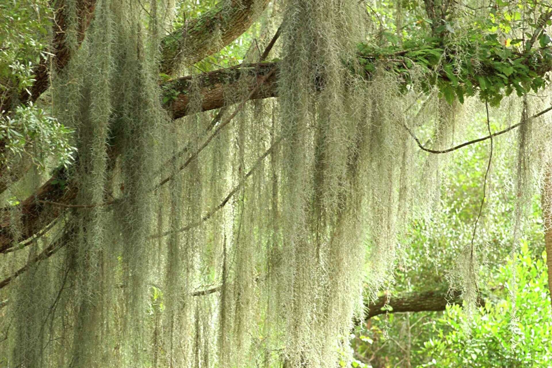 Spanish Moss & Chiggers