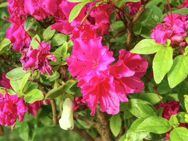 List of Dwarf Azaleas