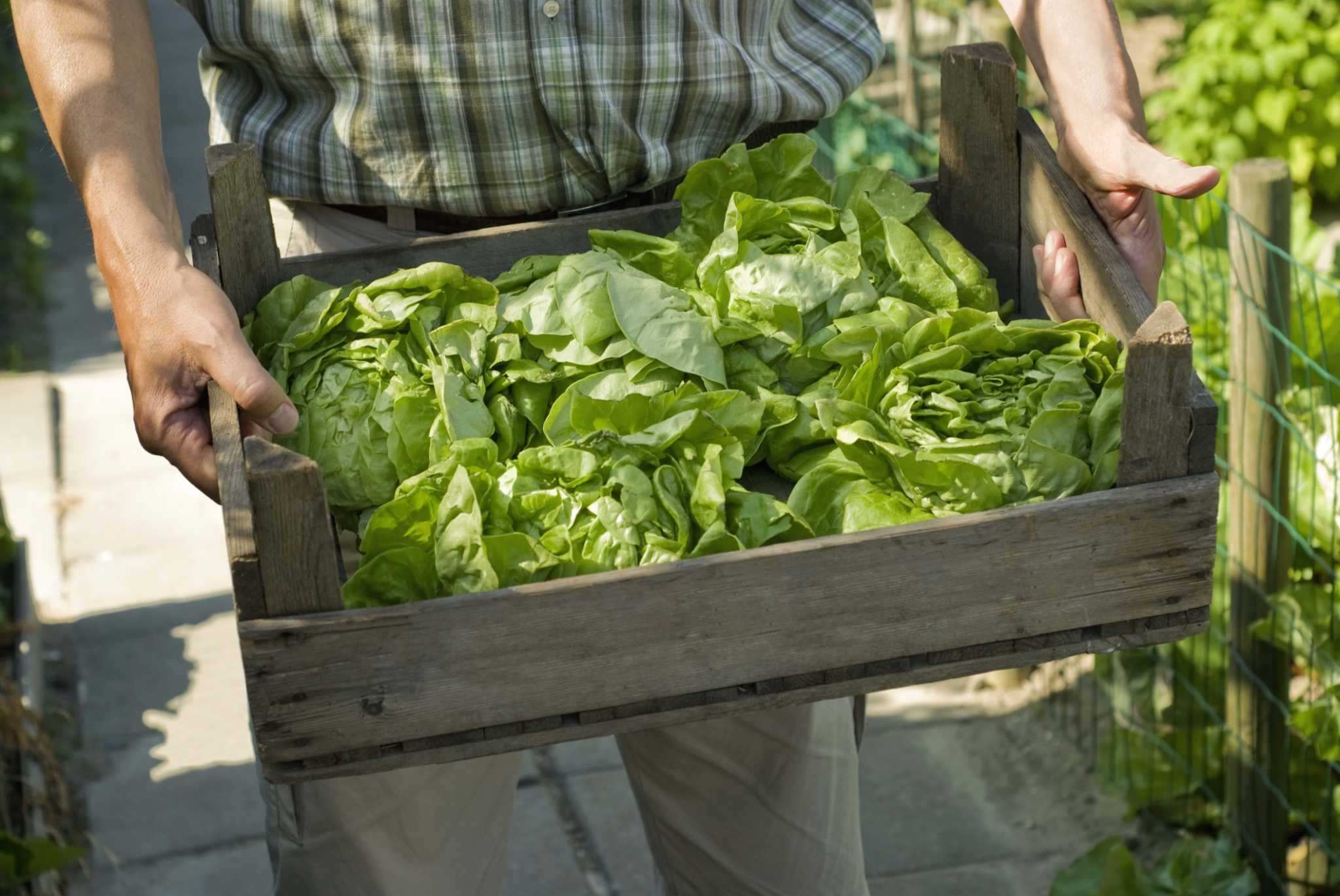 A List of Edible Leaves