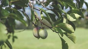 Santa Rosa Plum Tree Information