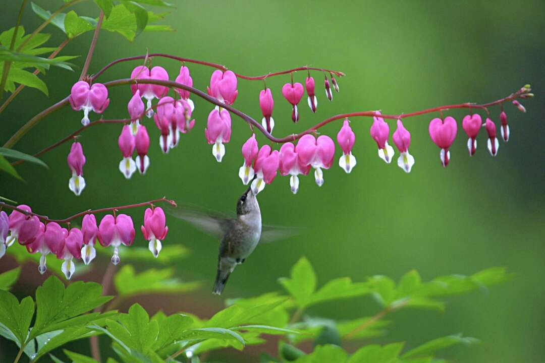 List of Mounding Perennials