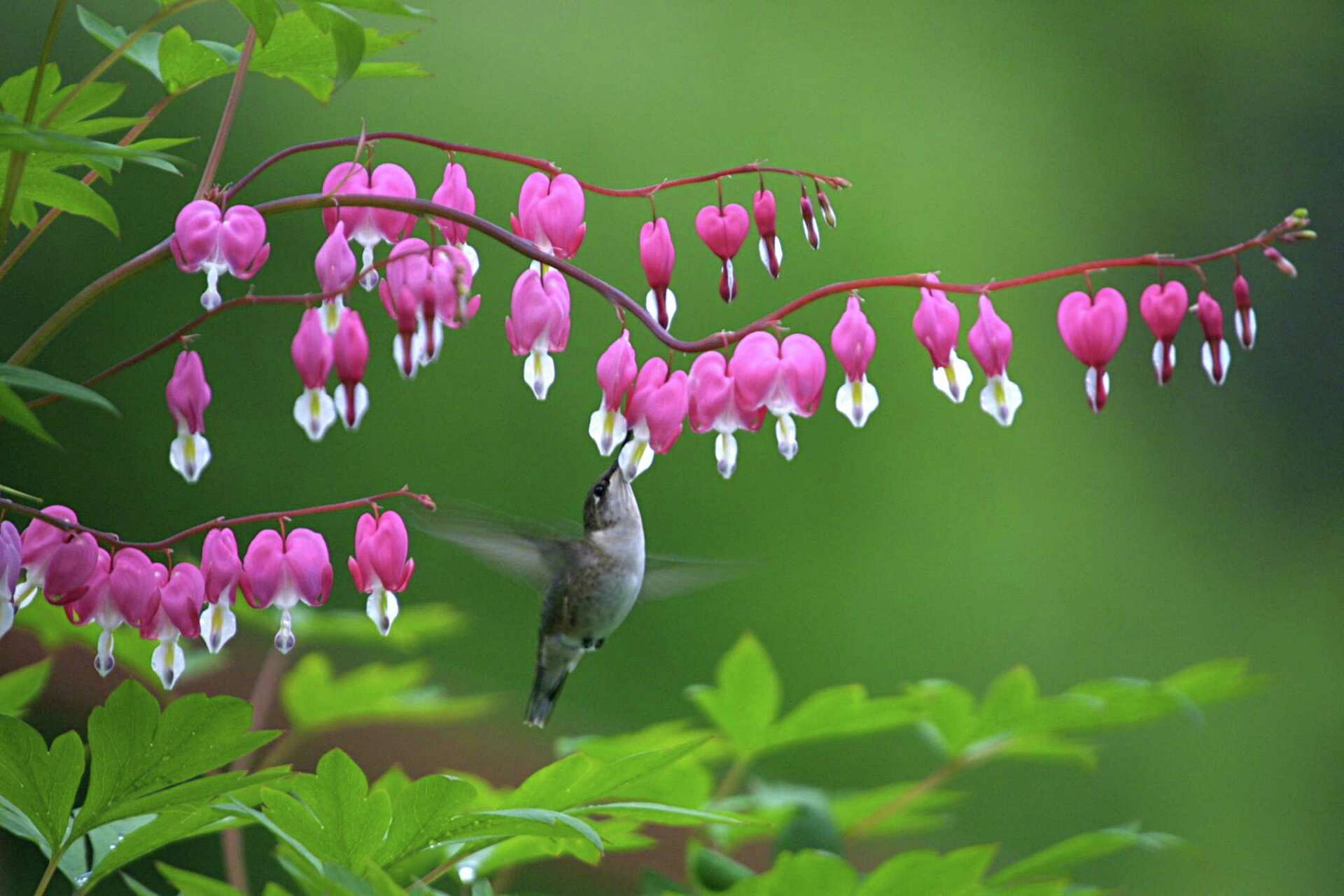 List of Mounding Perennials