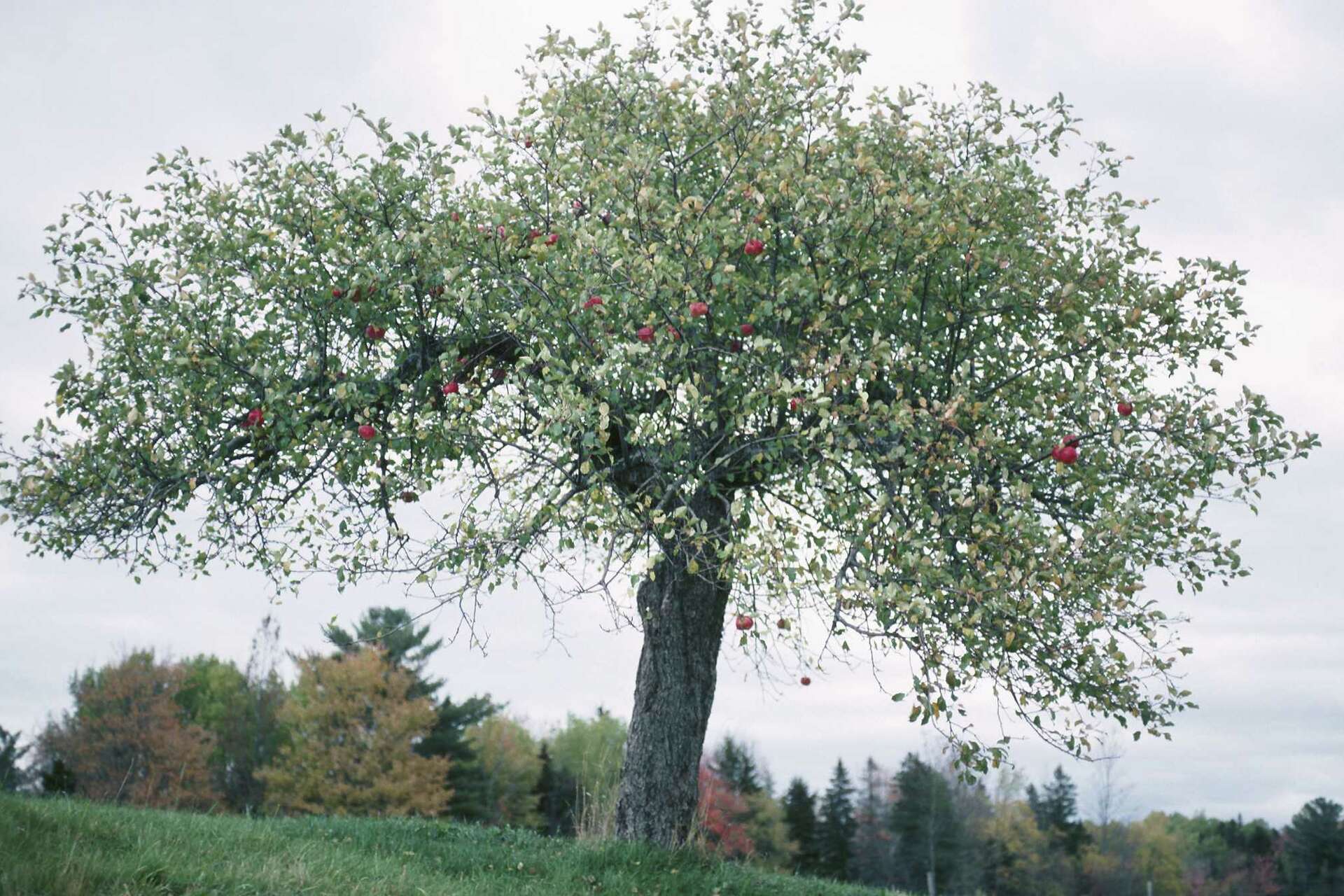 How to Save an Apple Tree That Blew Over