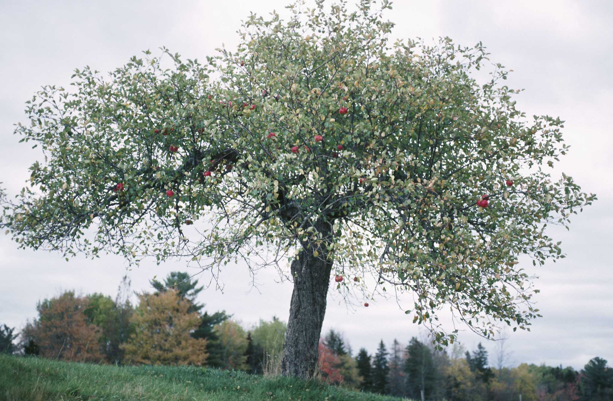 How to Save an Apple Tree That Blew Over