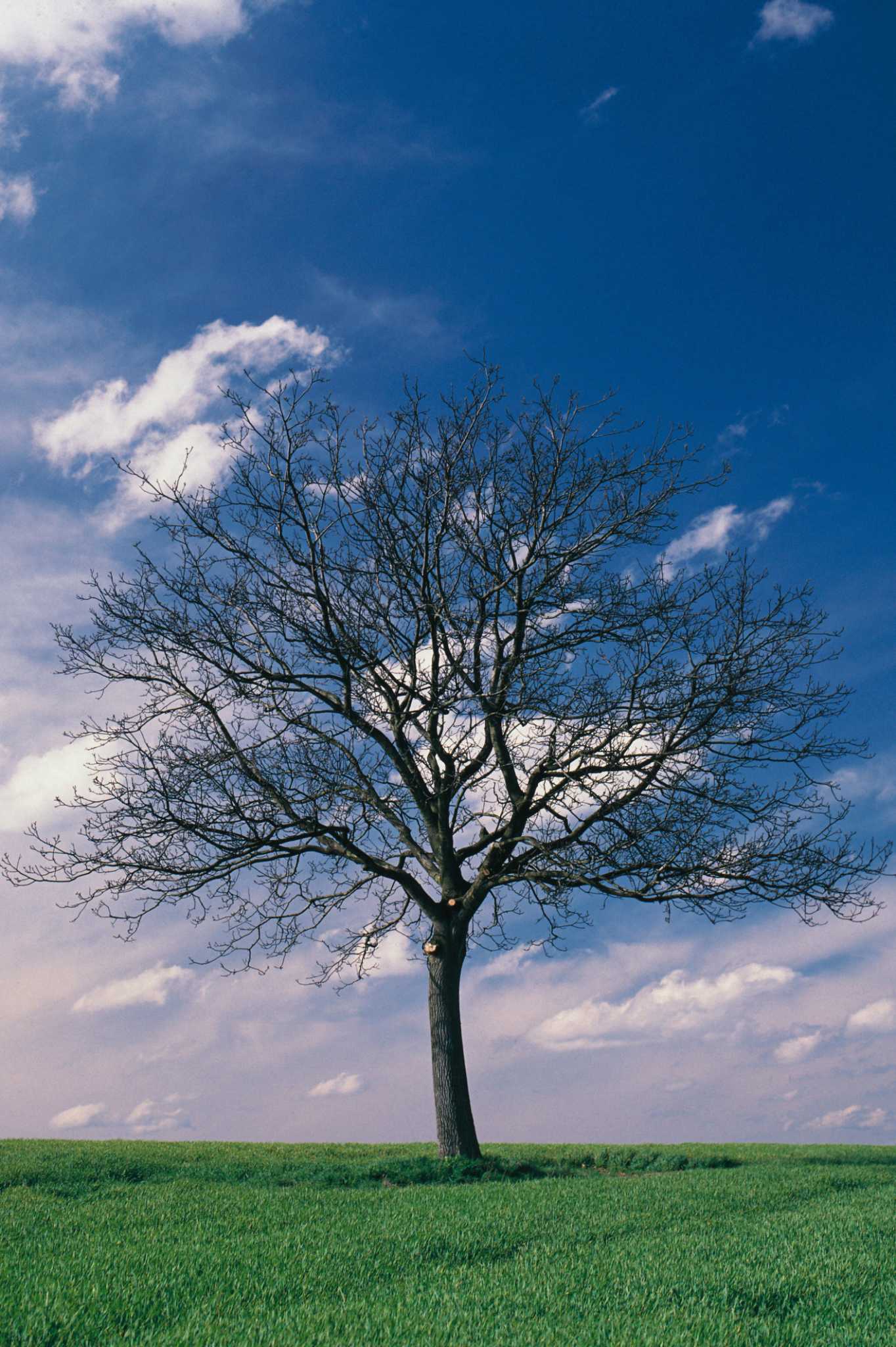 How to Save a Mulberry Tree That Is Almost Dead