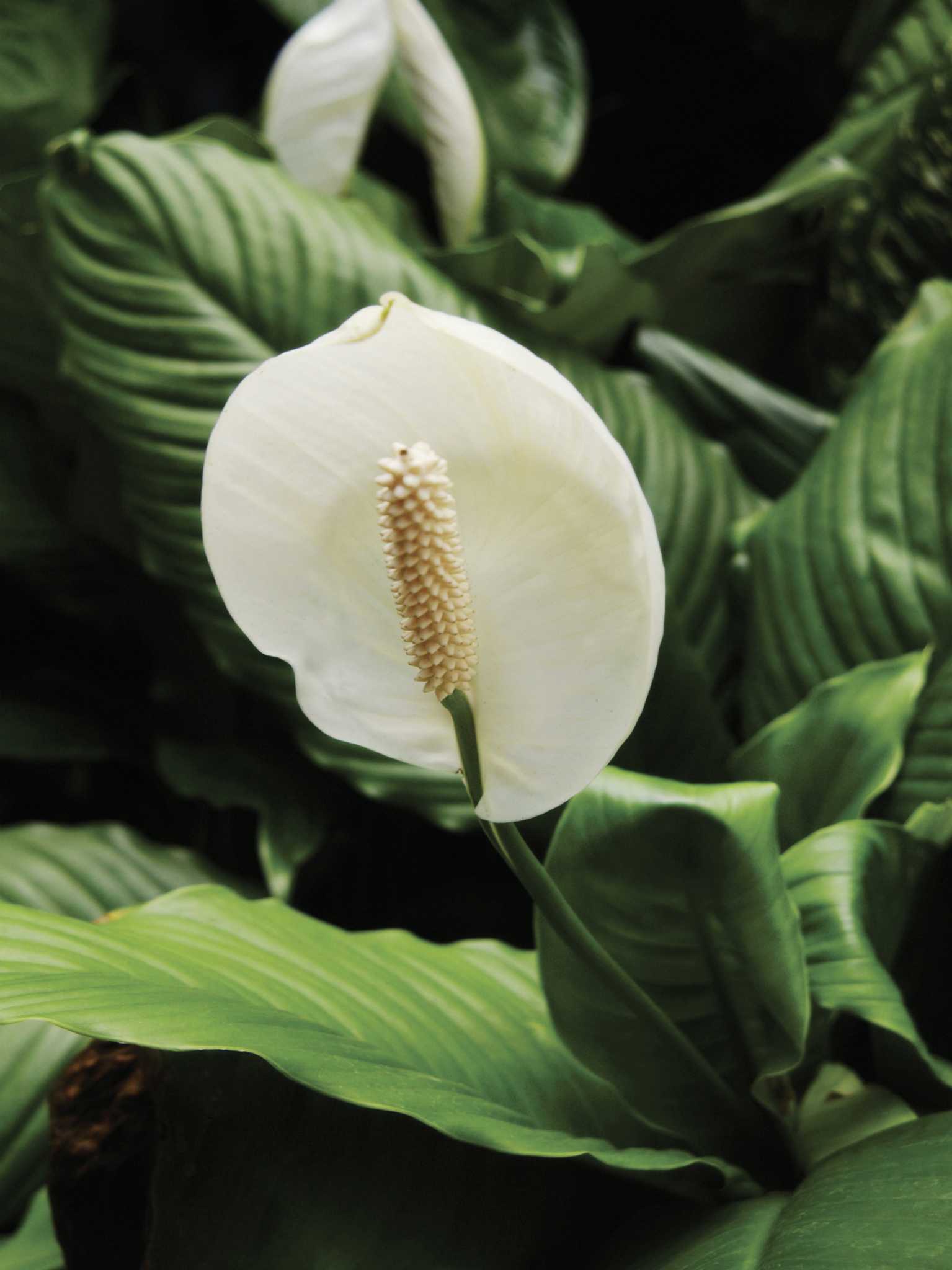 How to Separate an Overgrown Peace Lily