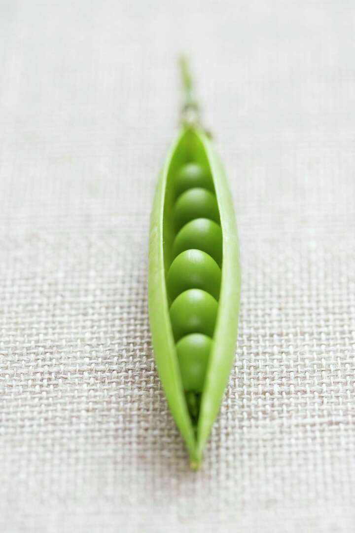 Little Marvel Pea Plant Information