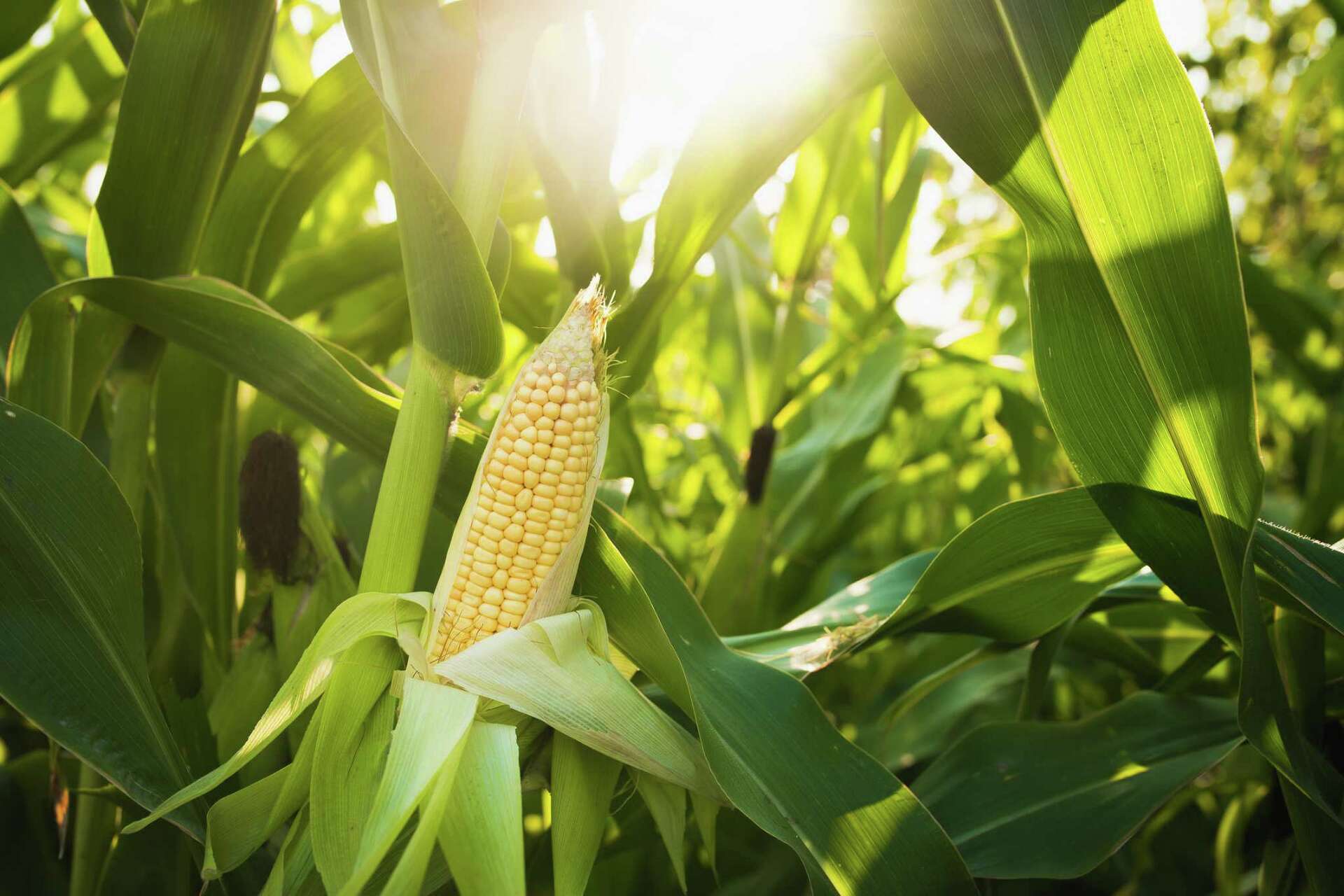How to Save Sweet Corn to Plant Next Year