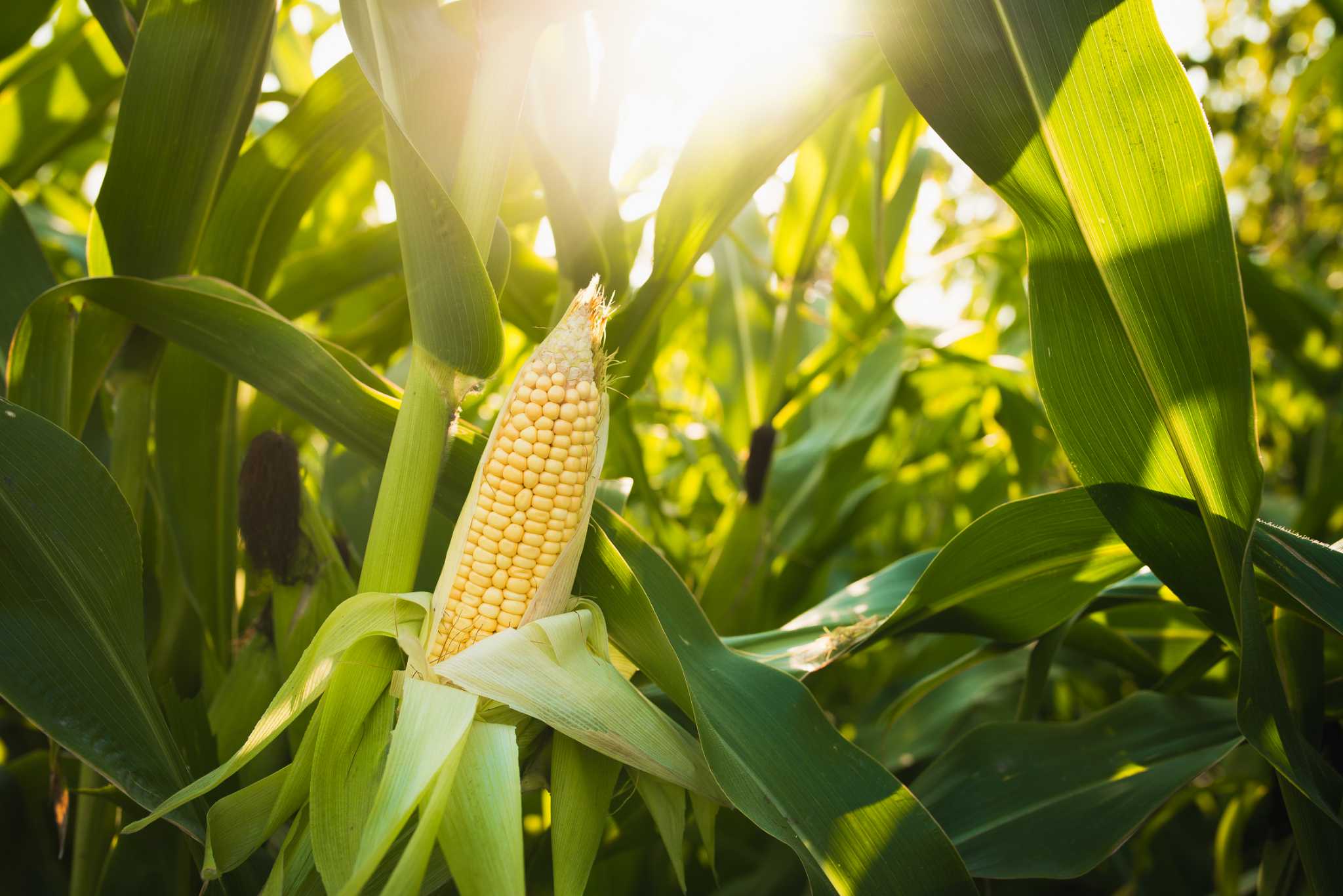 How to Save Sweet Corn to Plant Next Year