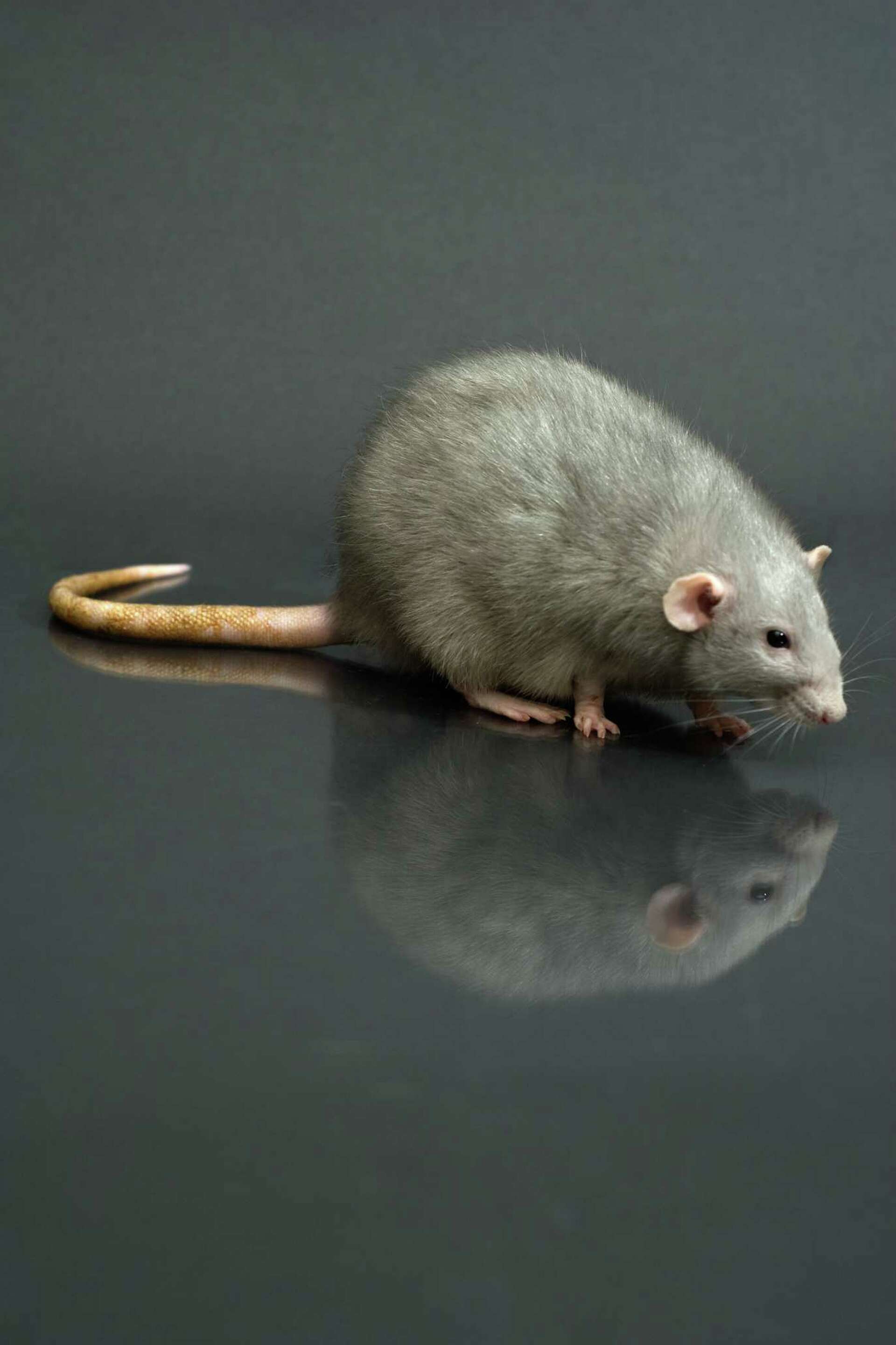 How to Locate a Dead Rat in an HVAC Duct