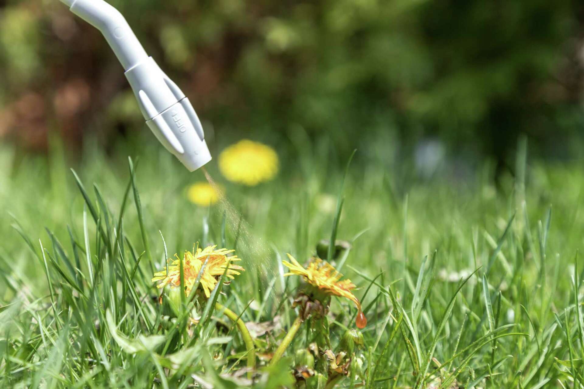 How Long Does it Take for Weeds to Die After Applying Weed & Feed?