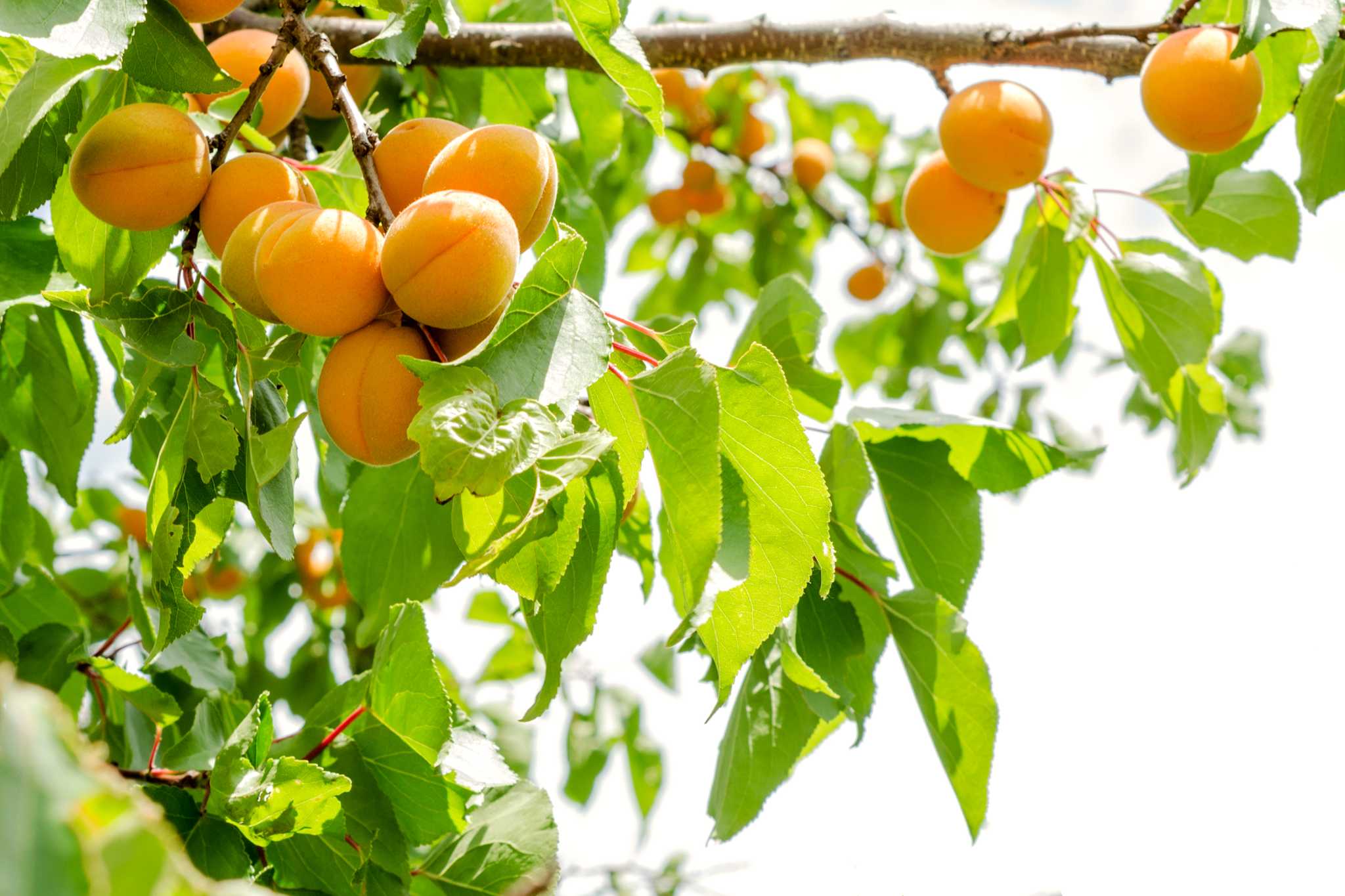 How Long Does It Take for Apricots to Grow Fruit?