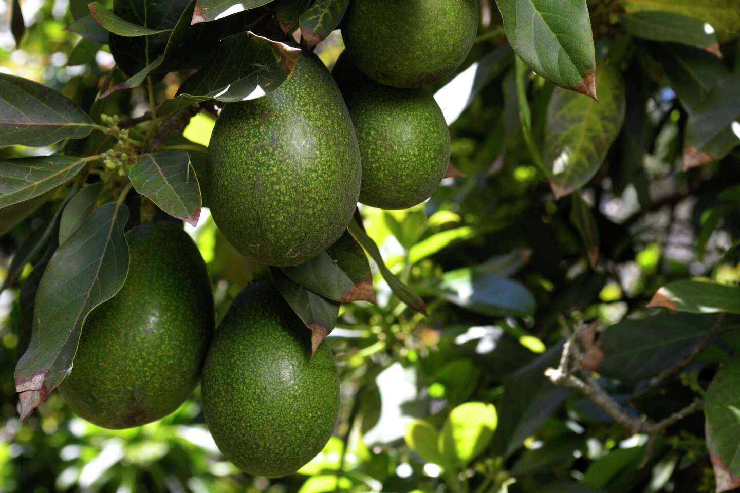 How Long for an Avocado to Mature From Bloom to Harvest?