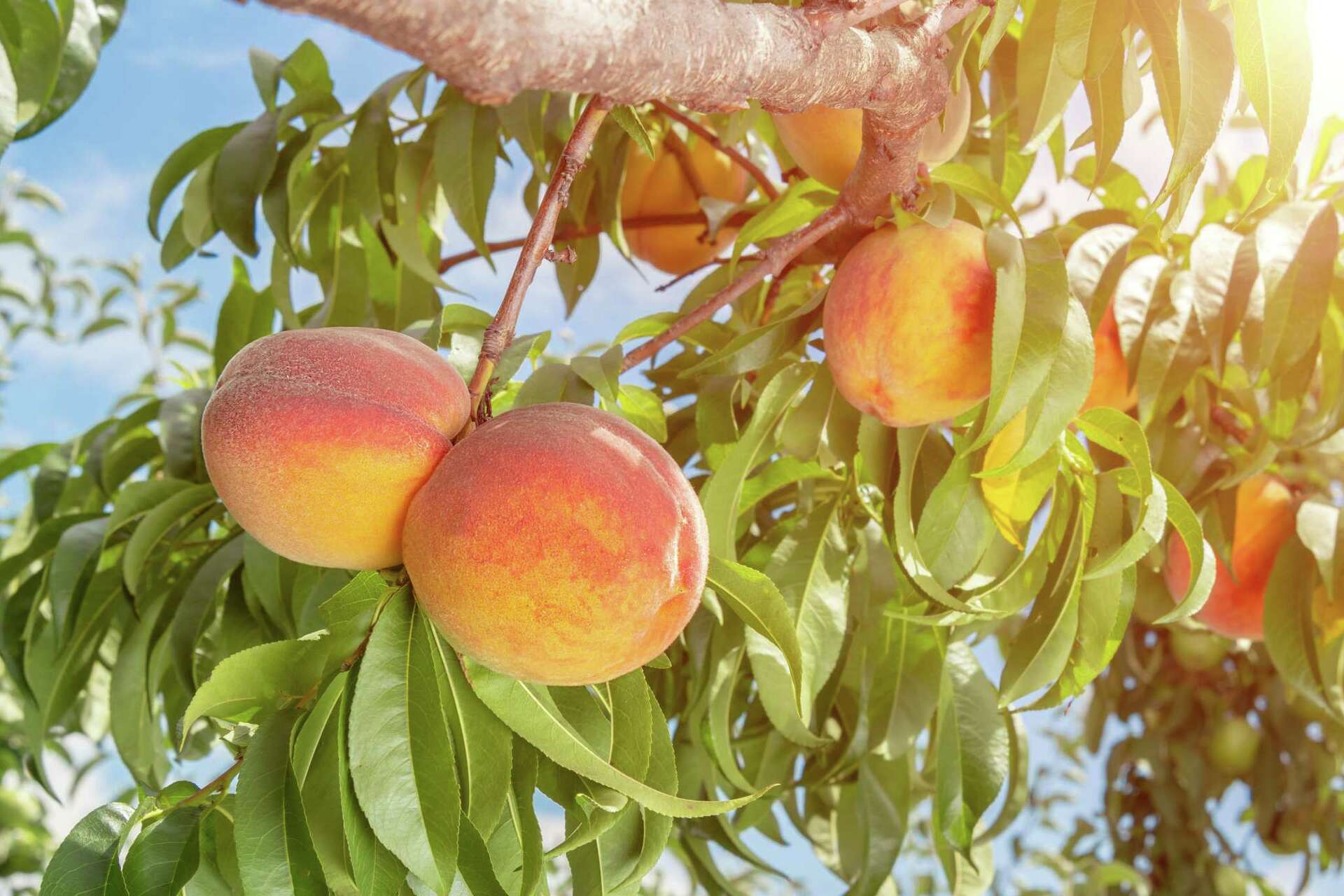 How Long Before a New Peach Tree Bears Fruit?