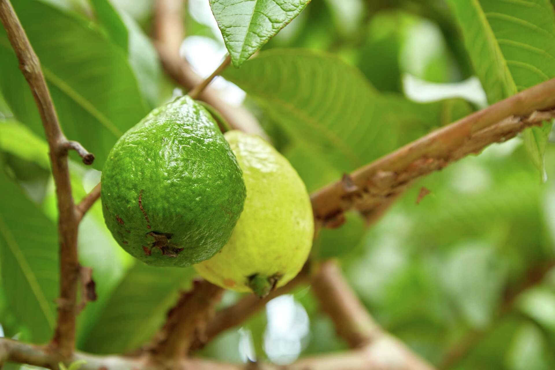 How Long to Harvest Guavas?