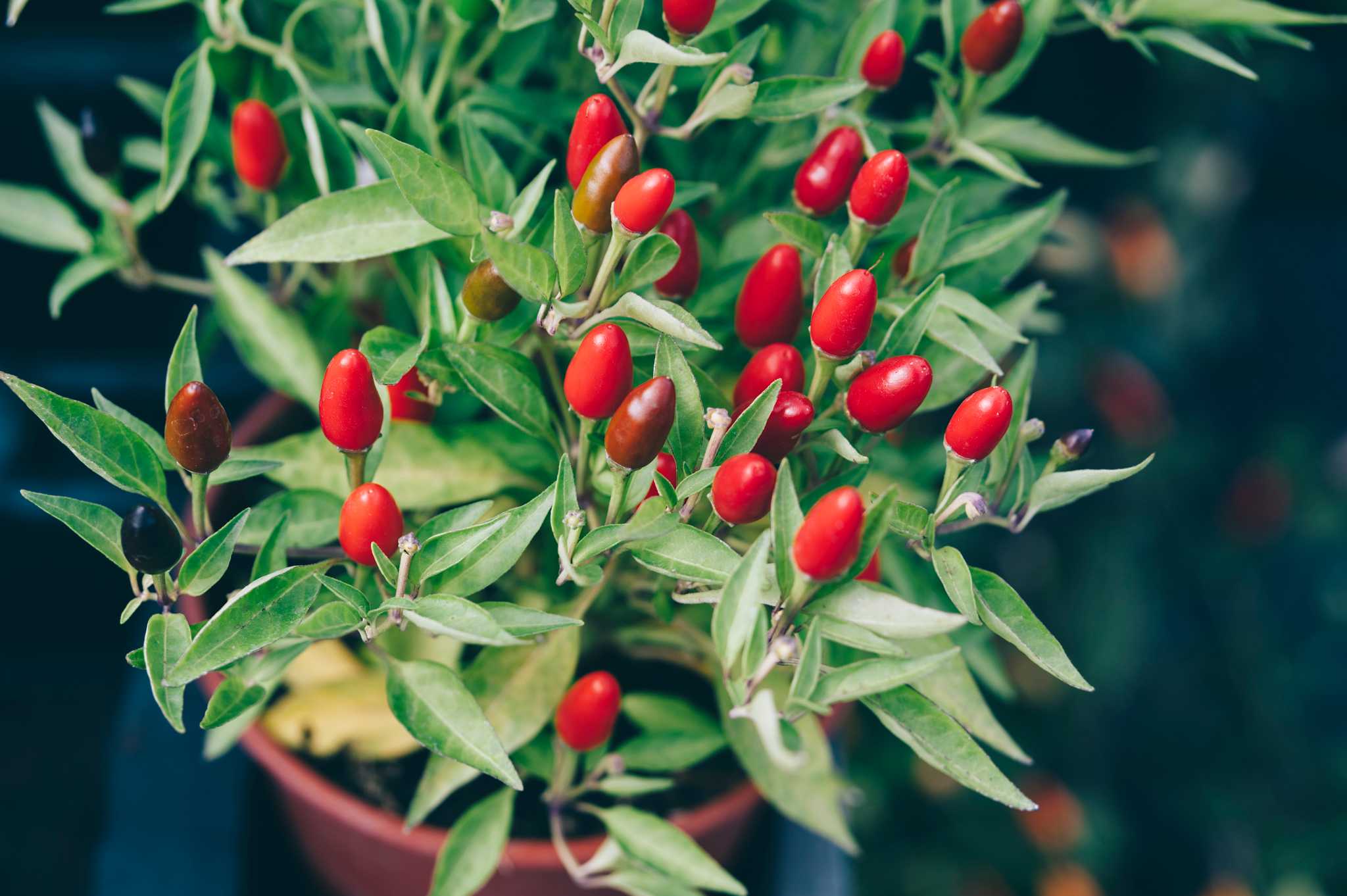 How Long Does a Hot Pepper Take Till Ripe From Flower?