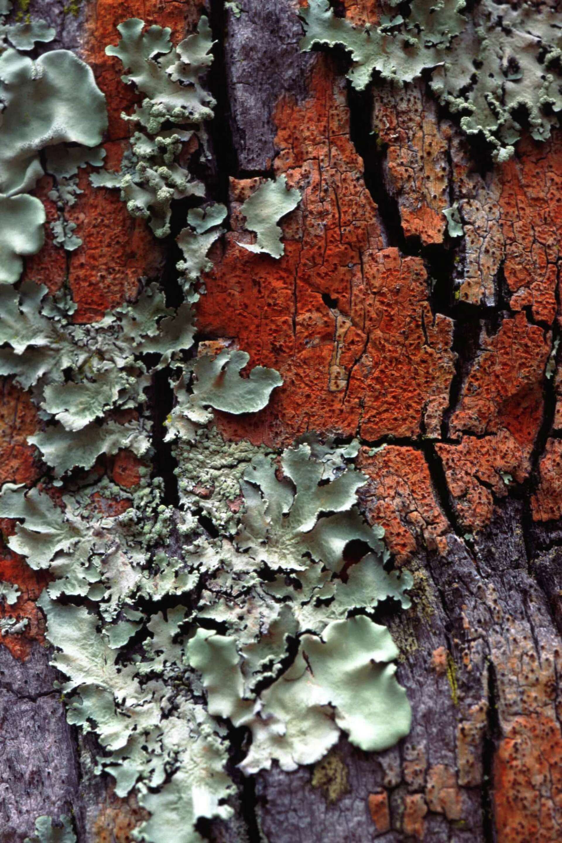 How Long Do Lichens Live?