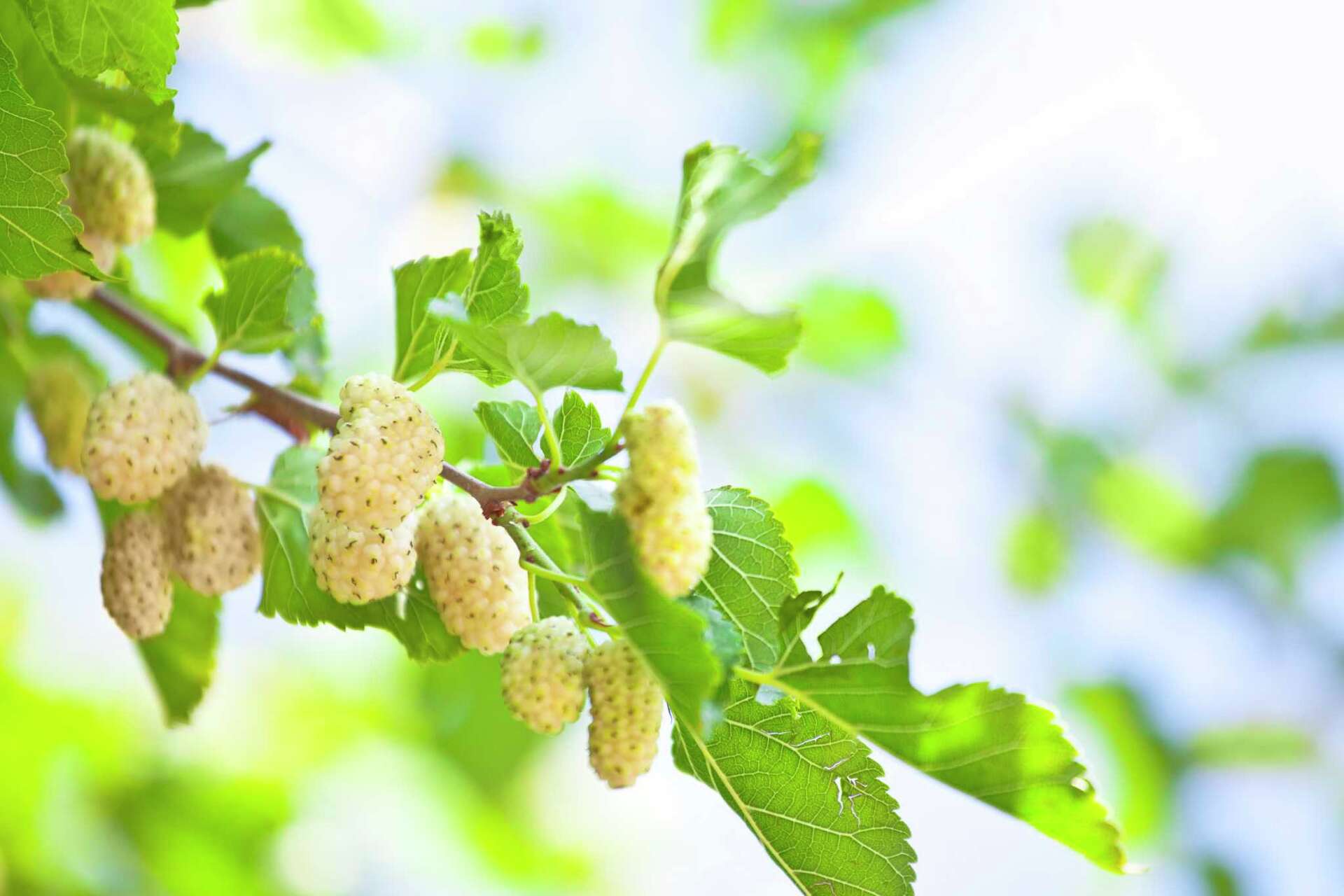 How Long Does It Take a Mulberry Tree to Grow to Maturity?