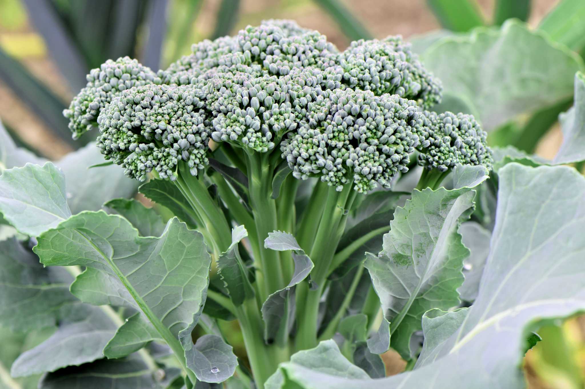 How Long Does It Normally Take to Grow Broccoli?