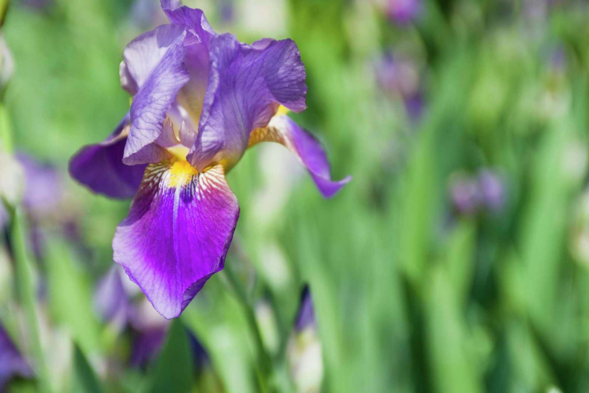 How Does a Seed Become a Flower?