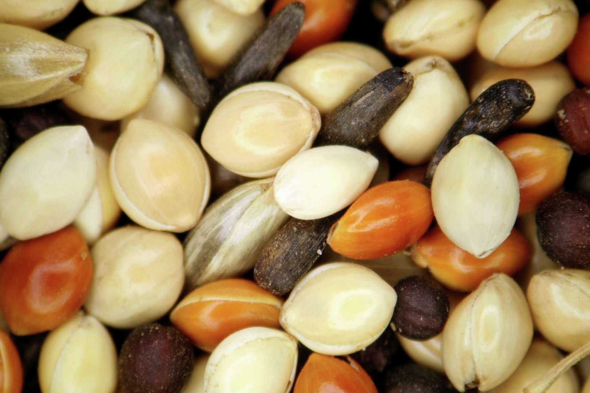 Seeding Techniques Using Gelatin