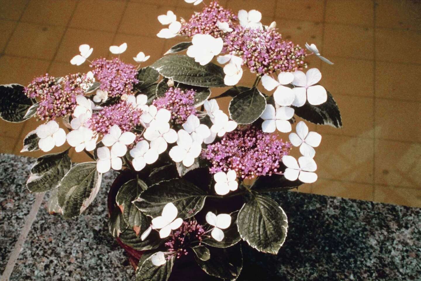 How to Propagate Variegated Hydrangea