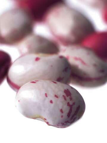 What Is a Seed Scar?