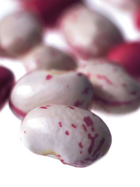 What Is a Seed Scar?