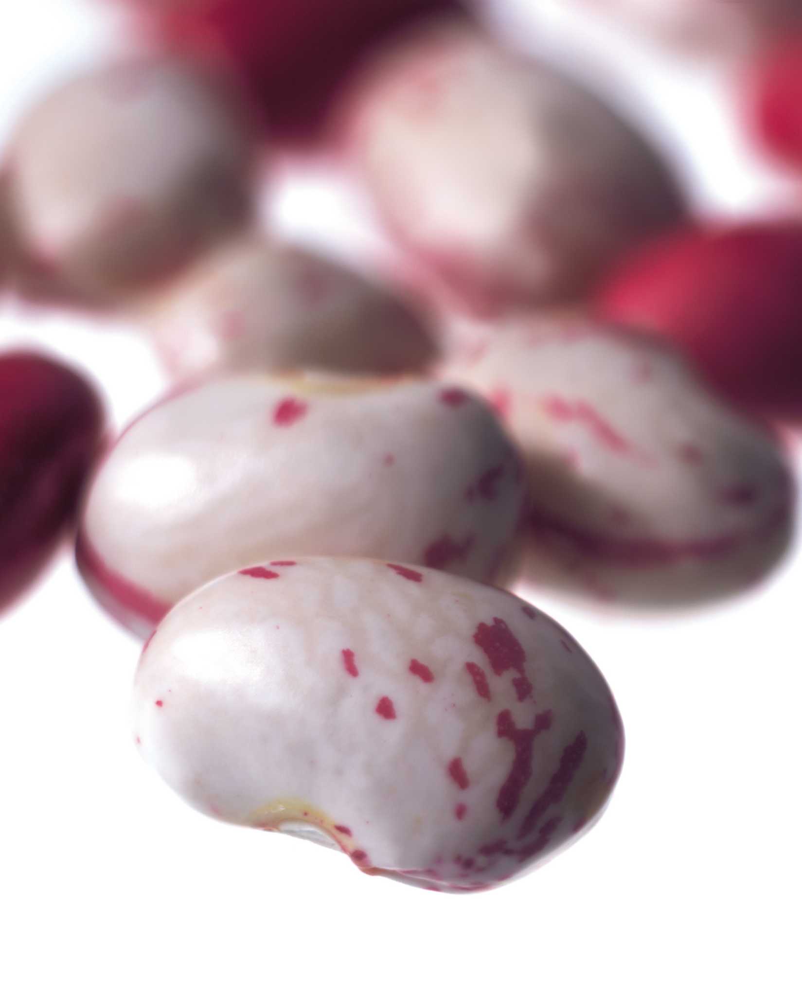 What Is a Seed Scar?