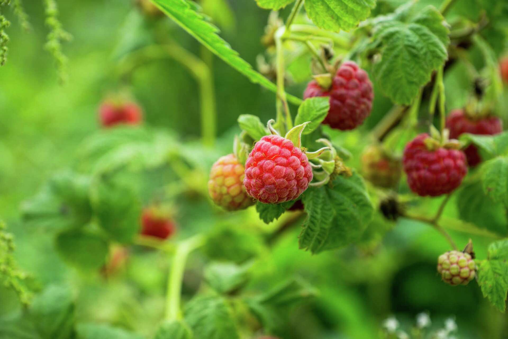 How Long Do Raspberry Bushes Take to Produce?