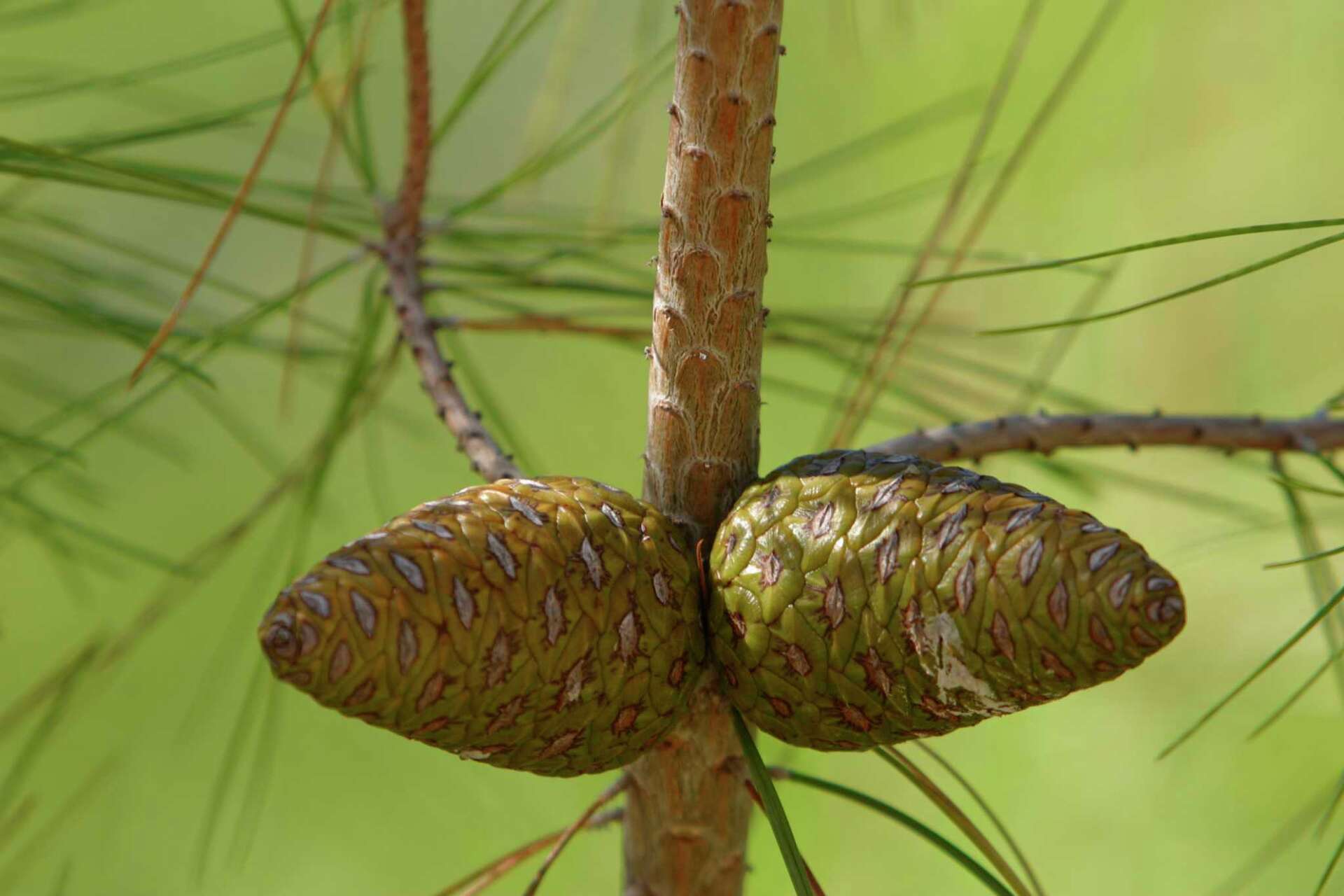 How to Get Seeds From a Pinecone