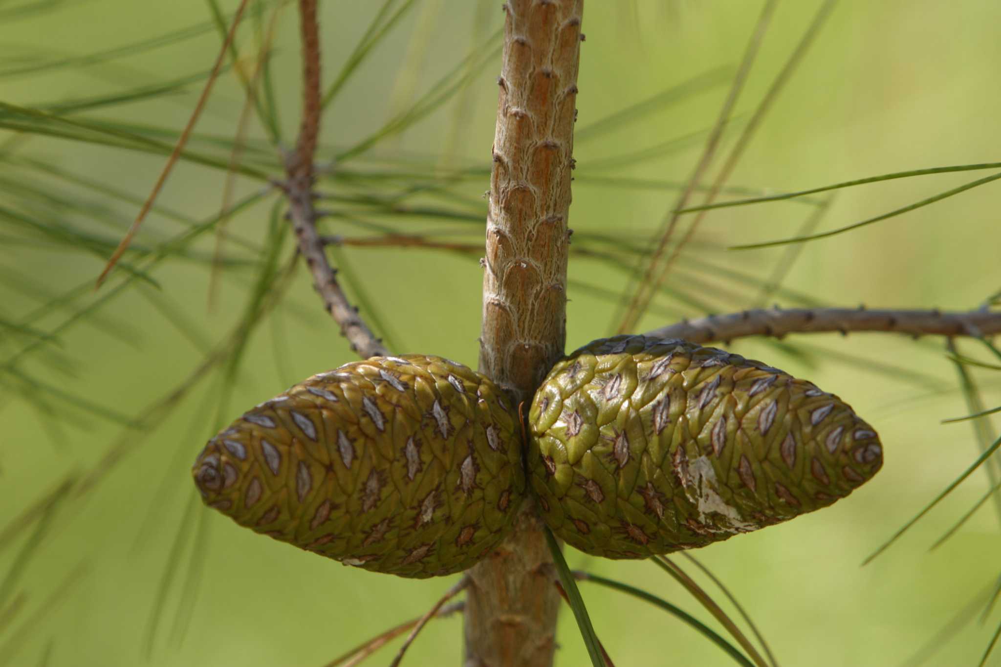 How to Get Seeds From a Pinecone