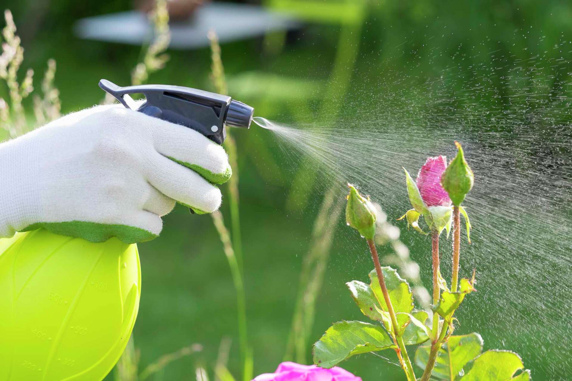 When to Treat Your Yard With Granules for Insects