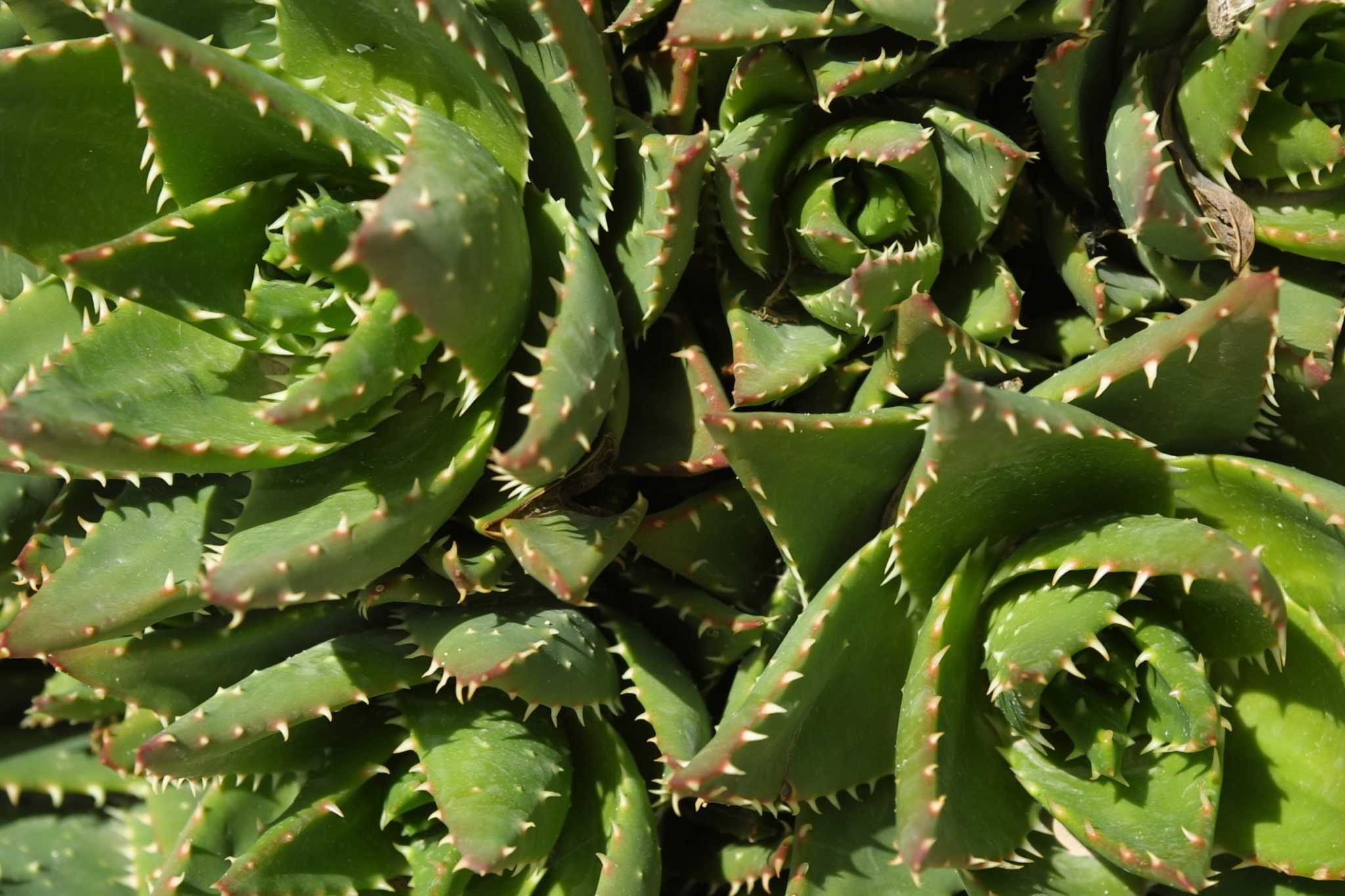 Self-Propagating Succulents