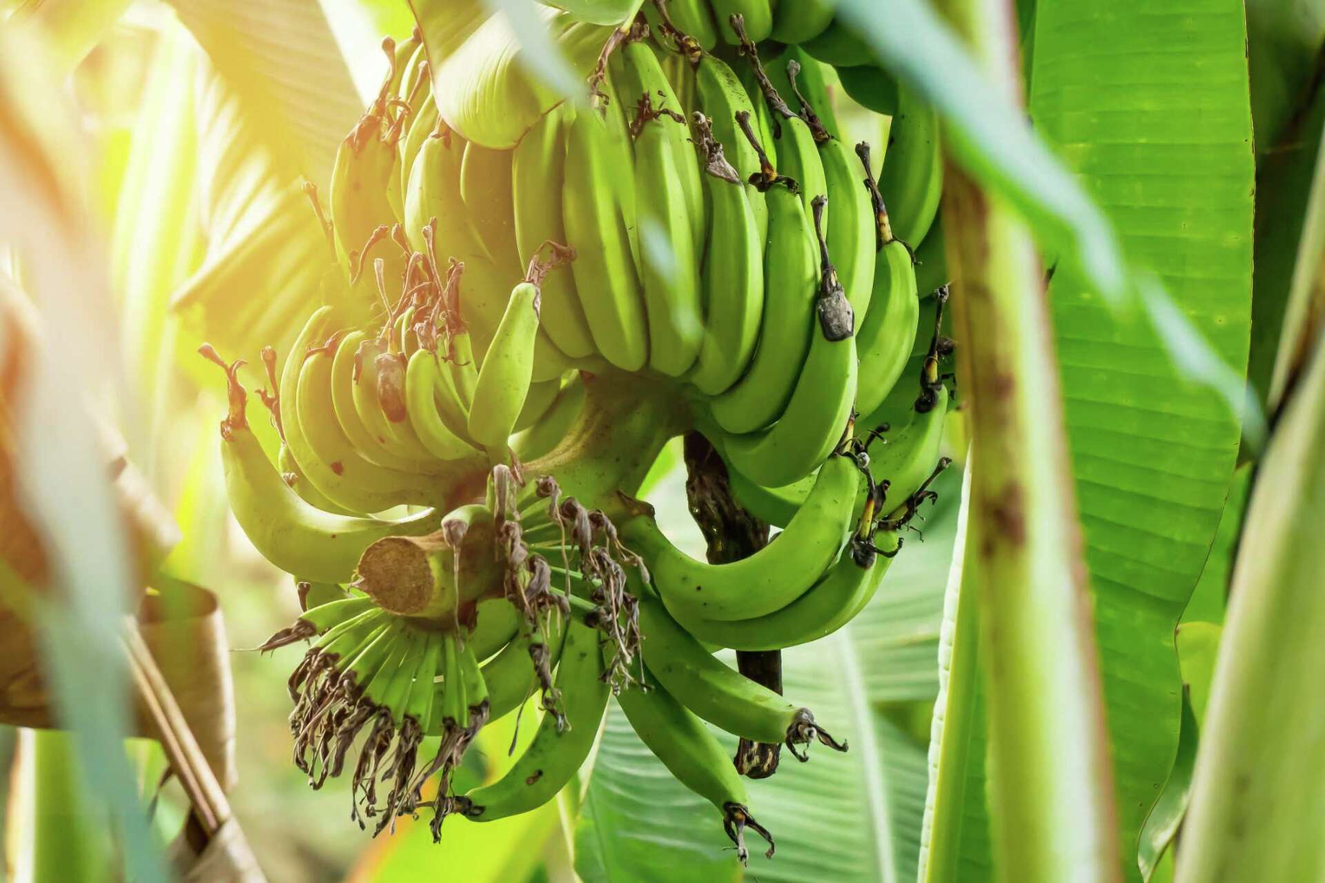 How Long Until Banana Trees Yield Fruit?